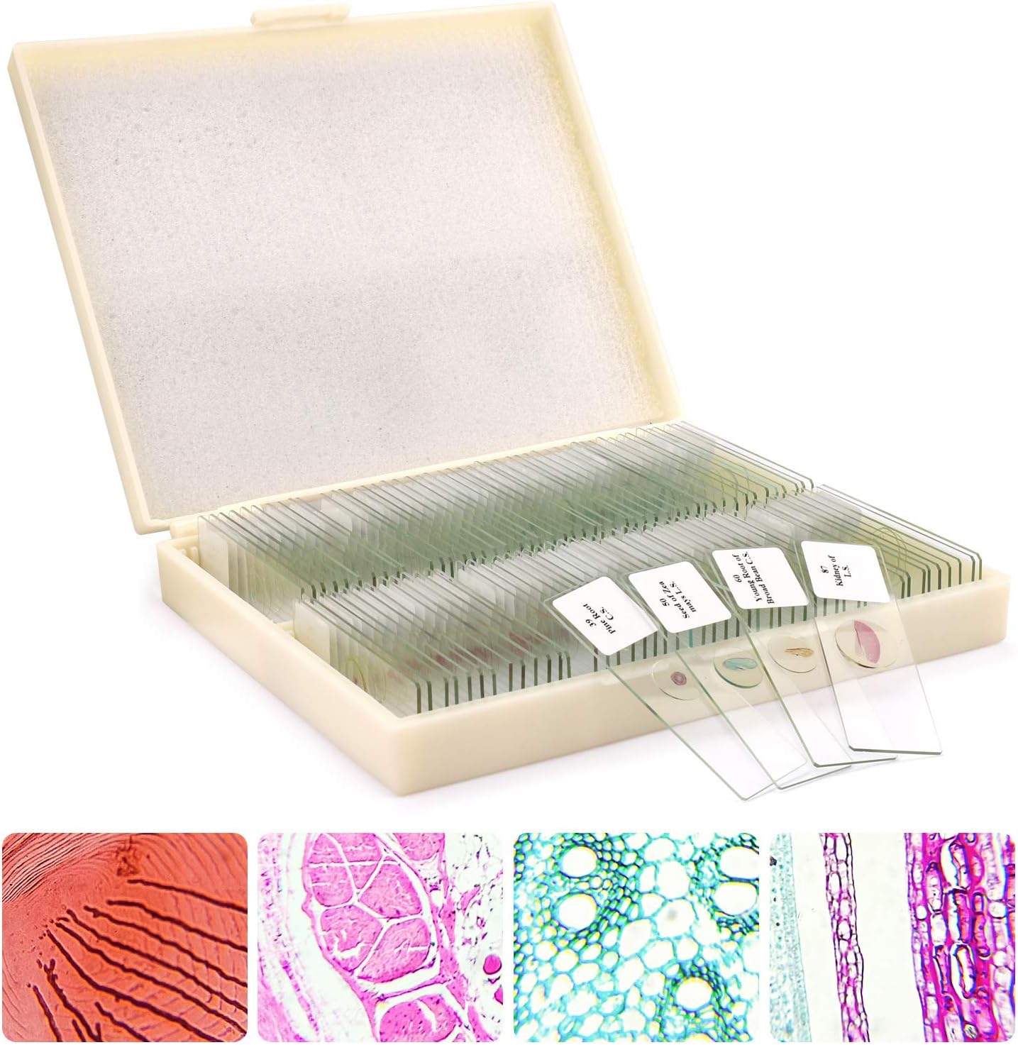 Prepared Microscope Slides Bacteria