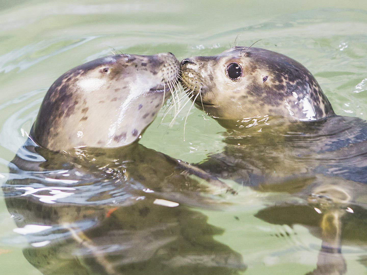 Watch Party Animals - Season 1 | Prime Video