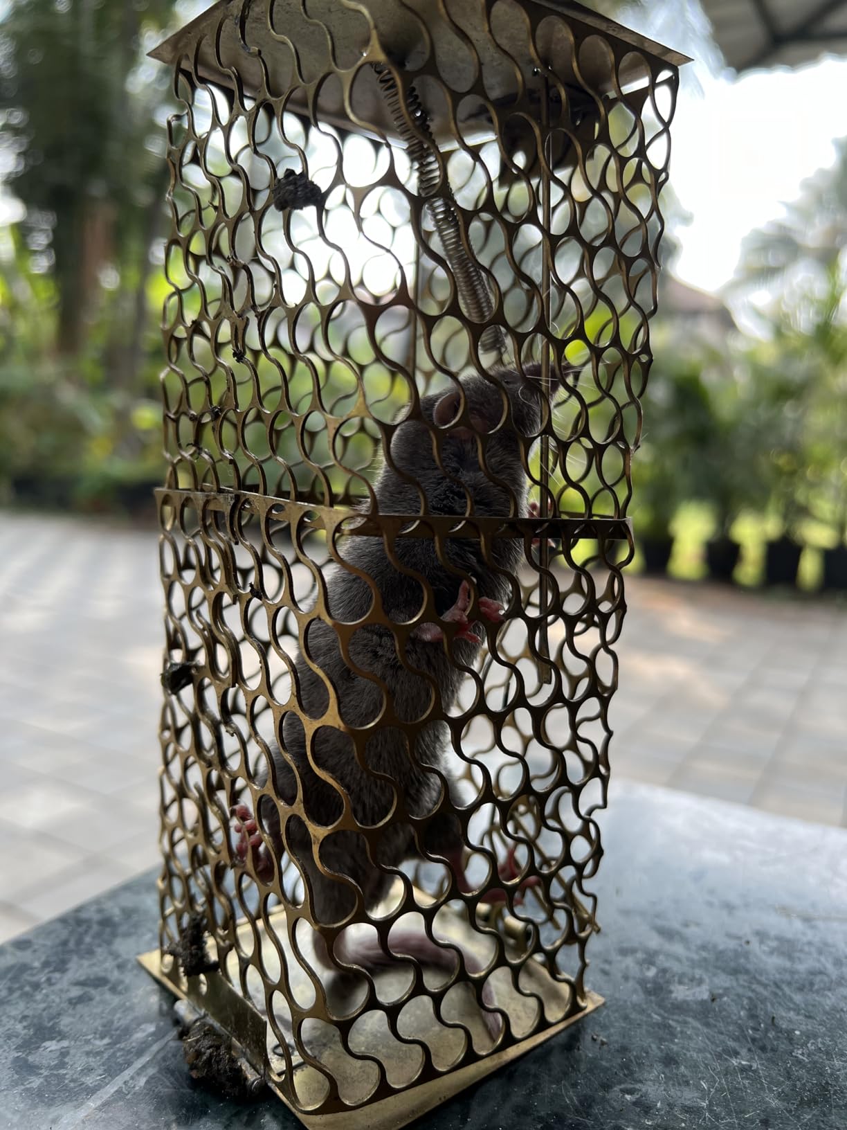 CHIPKU- Small Size Rat/Mouse cage Trap (chuha chuhe ka pinjra) Size ...