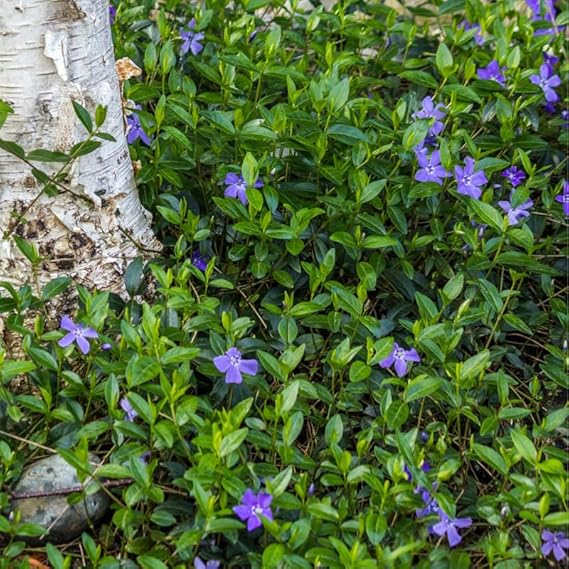 Amazon.com : Set of 95 Periwinkle Plants Live, Vinca Plant, 6 to 8 Inc ...