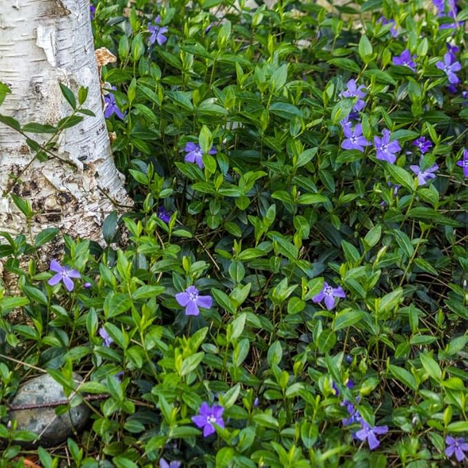 Amazon.com : Set of 95 Periwinkle Plants Live, Vinca Plant, 6 to 8 Inc ...