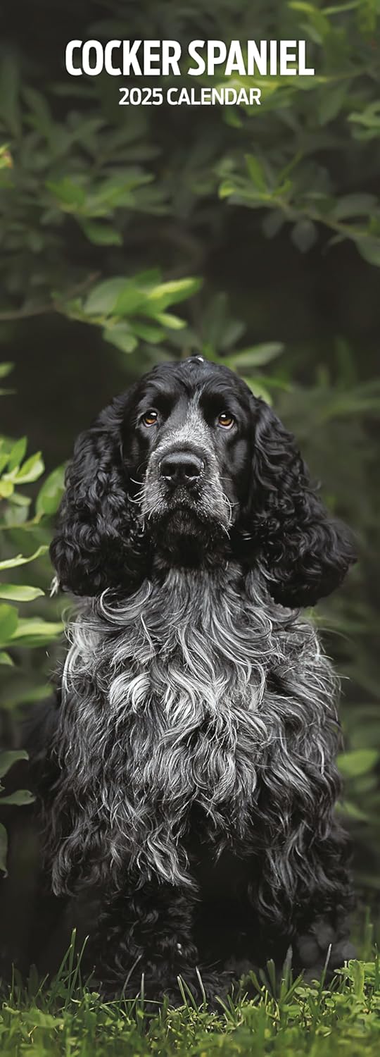 Cocker Spaniel 2025 Slim Calendar : Amazon.co.uk: Stationery & Office ...