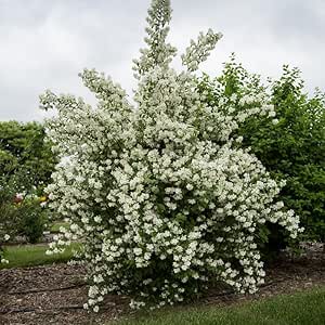 Amazon.com : Mock Orange Shrub Live Plants Trees Plants in Pot, White ...
