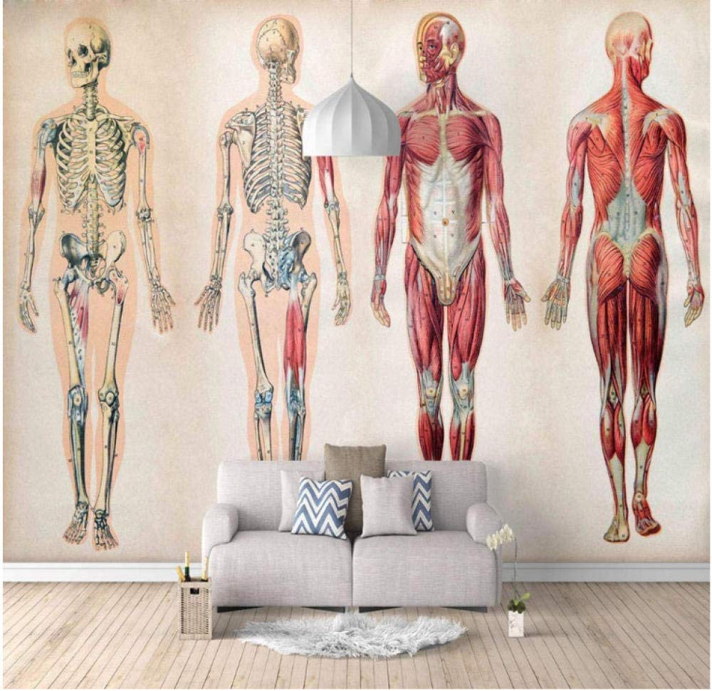 Anatomy Art Wallpaper