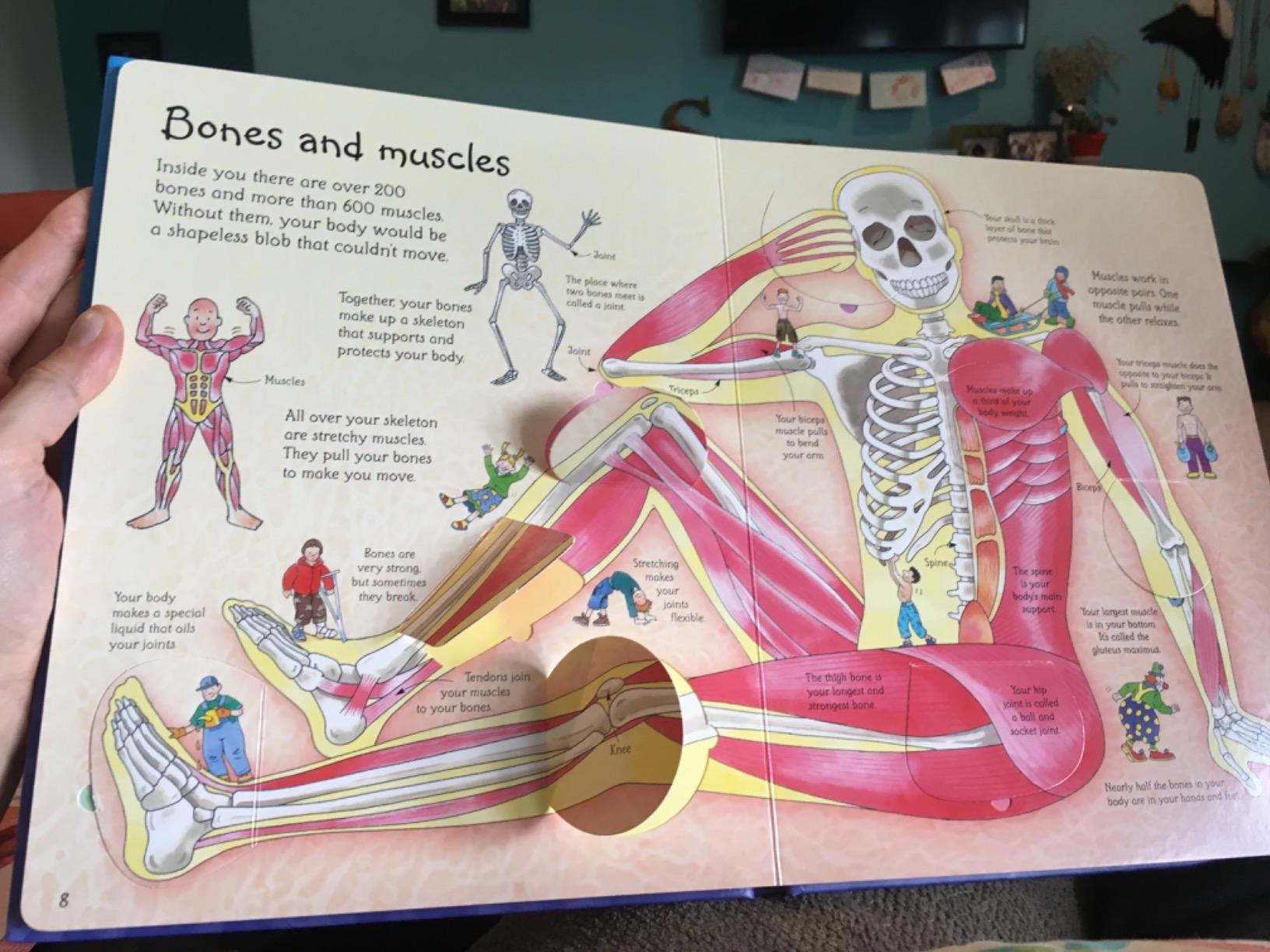 see-inside-your-body-usborne-flap-books-: Katie Daynes and Colin King ...