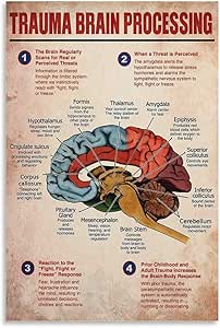 Amazon.com: CYPGTBCK Vintage Brain Anatomy Poster Canvas Art Poster And ...