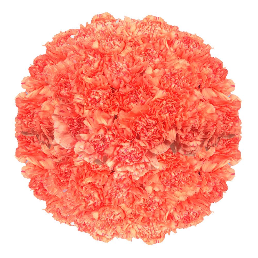Carnations Wholesale Flowers