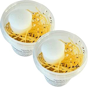 Flightless Golden Fruit Flies - D. Melanogaster - Live Food/Culture ...