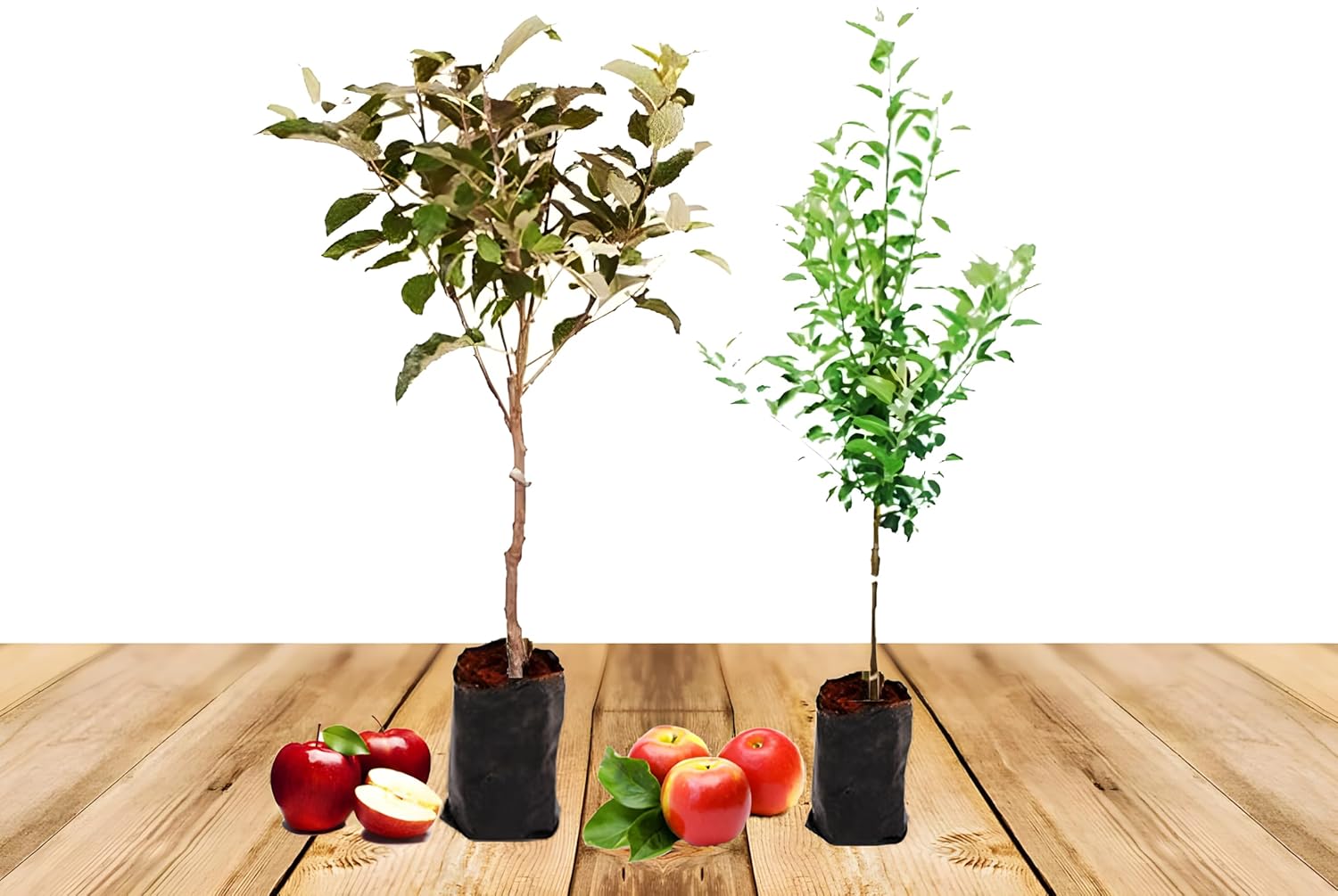 Apple Grafted- ANNA & GALA Live Fruit Plant - All India Weather Grafted ...