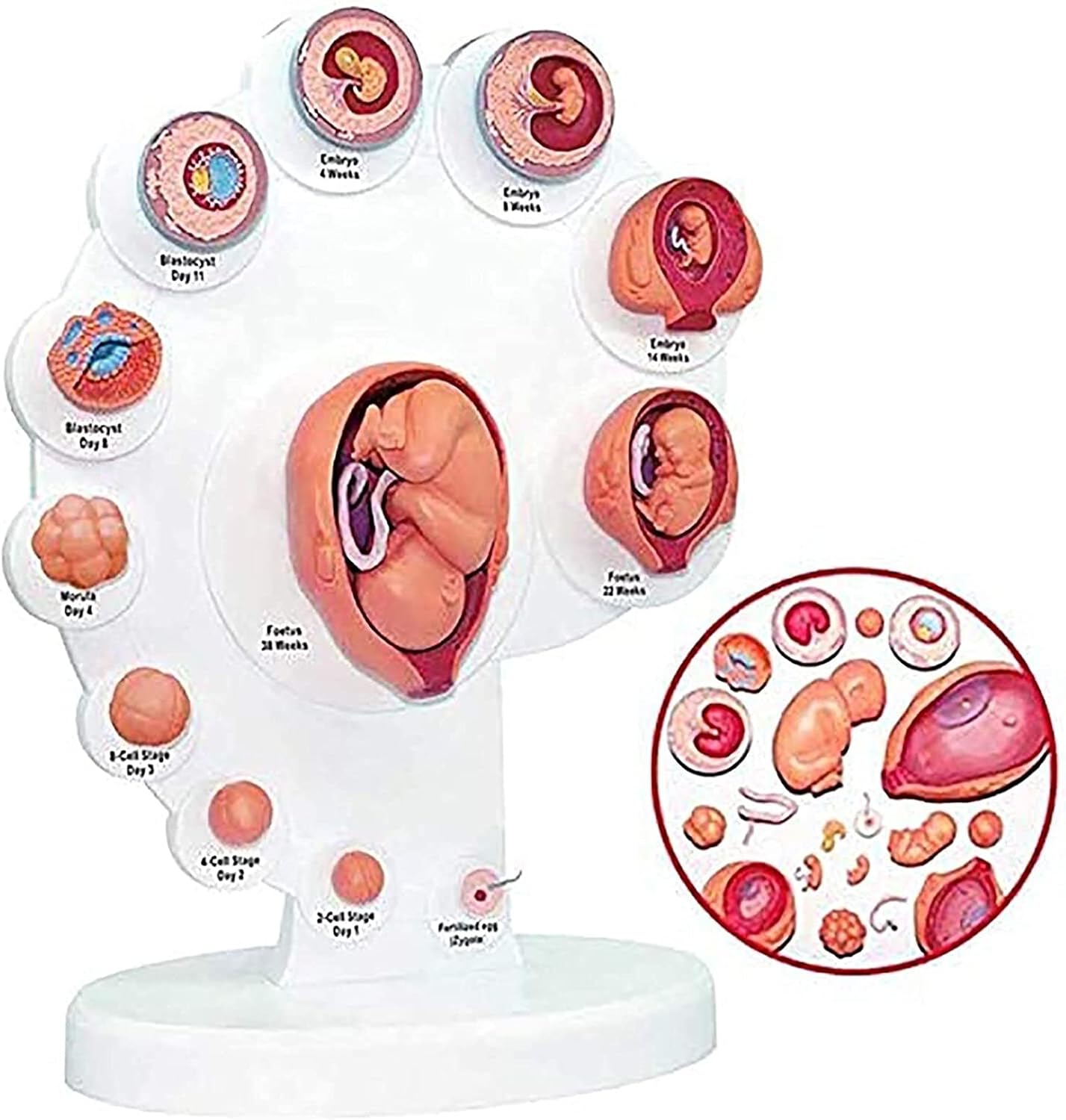 Human Pregnancy Embryo Development Model Cycle Pregnancy Show ...