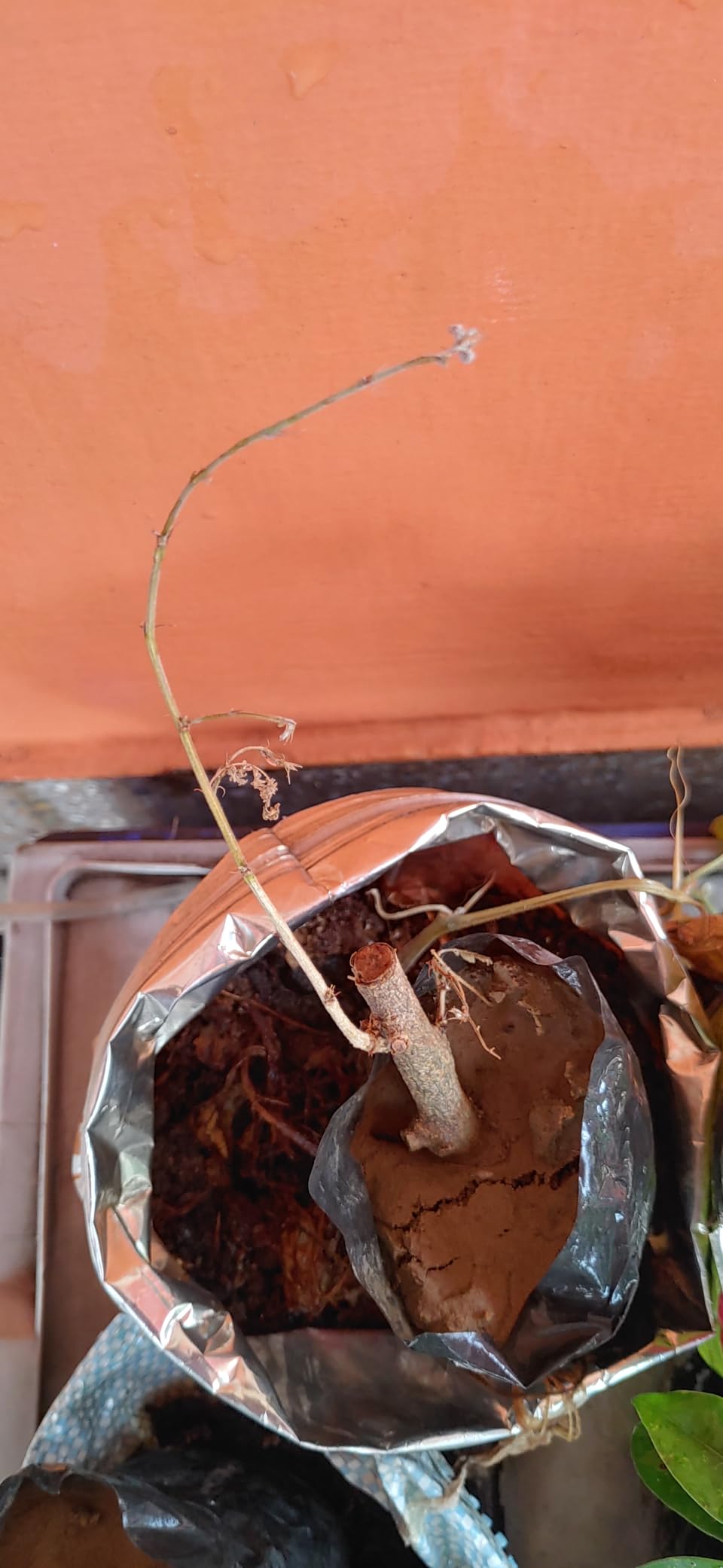 Greenland Nursery Shami Plant : Amazon.in: Garden & Outdoors