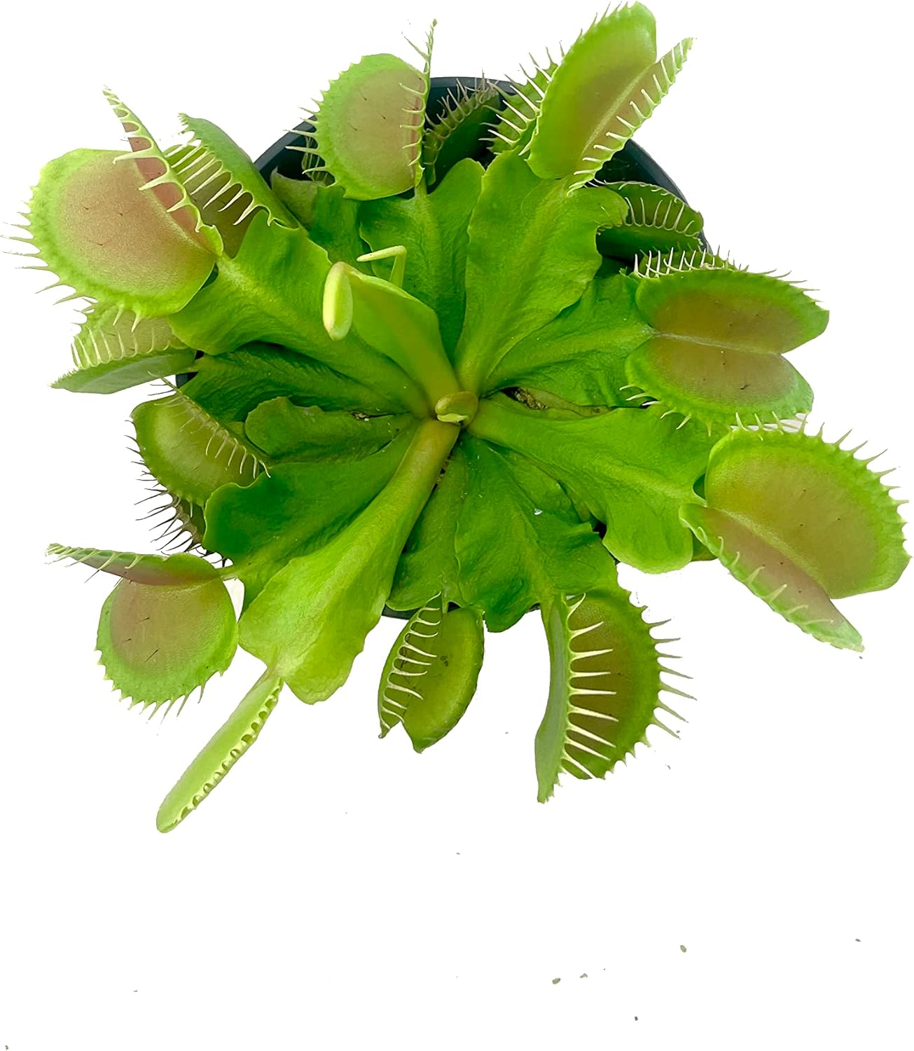 Live Venus Fly Trap Plant Carnivorous Bug Eating Plant Predatory Small Venus Flytrap Plant in ...