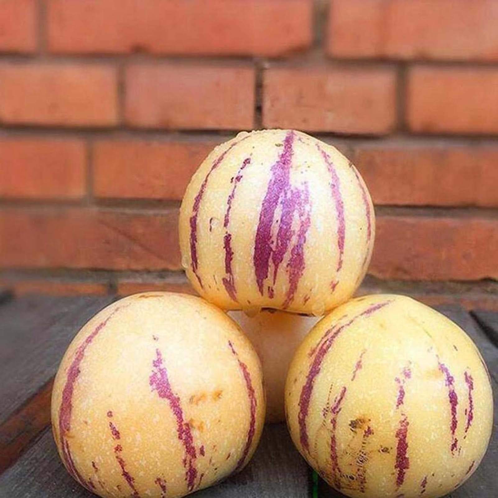 Pepino PEPINO