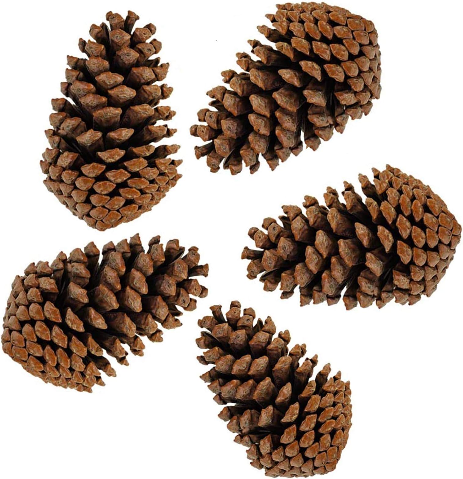 Amazon.com: Yexpress 12 Pack Large Natural Pinecones, 3.5" to 4.7 ...