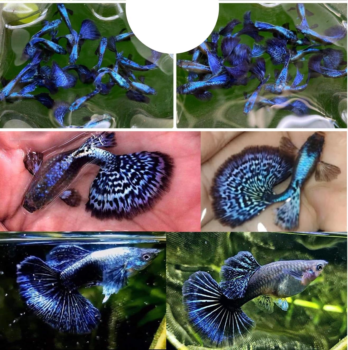 Amazon | 【1～3日以内発送 バイオレットドラゴン・グッピー ※ペア販売 サイズ：アダルト (2ペア)[生体] 観賞魚（死着保証あり） | Generic | 観賞魚・水中生物 通販