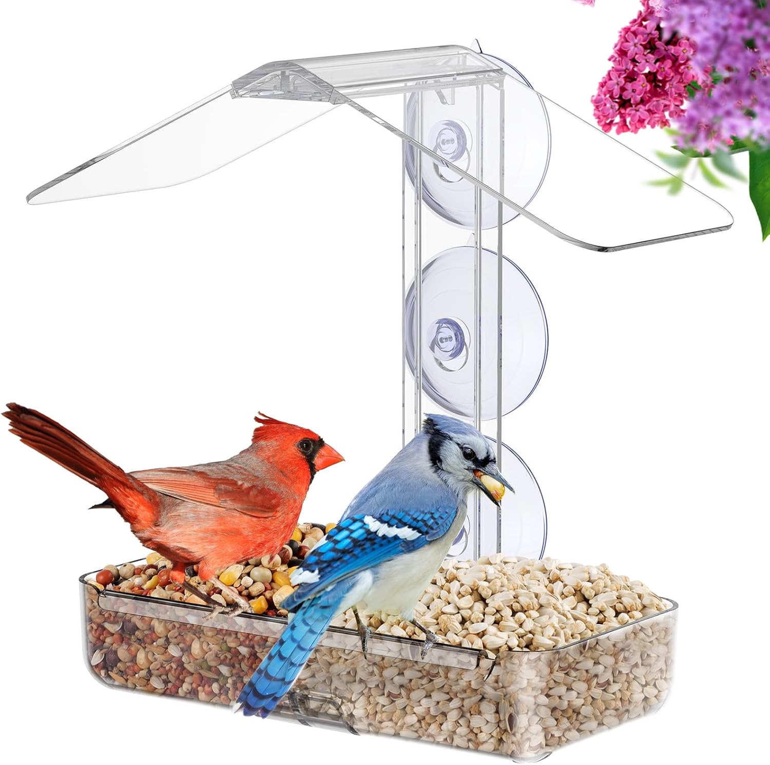 Amazon.com : MrCrafts Nature Window Bird Feeder with Strong Suction ...