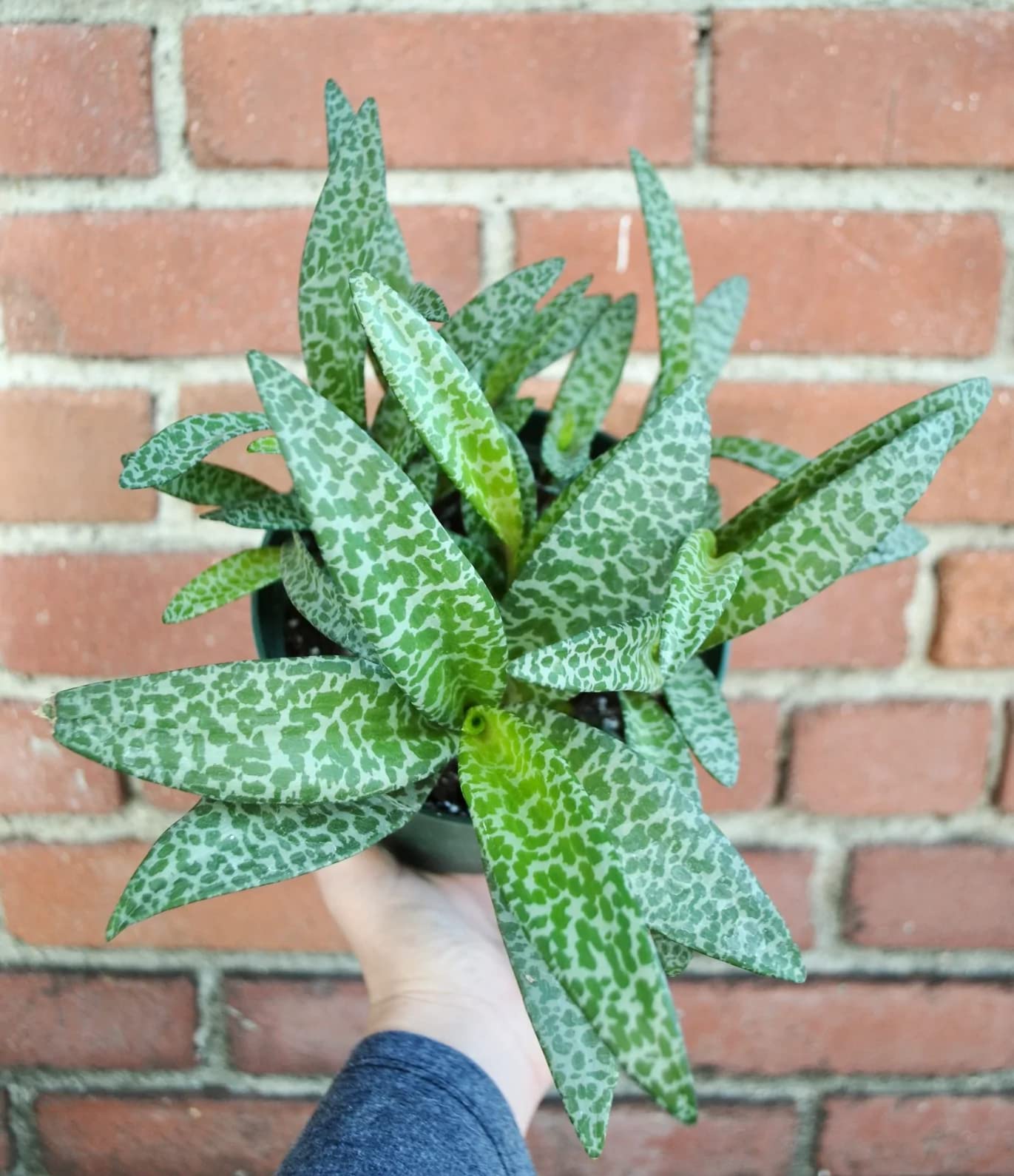Silver Quill Succulent Care Silver Squill Leopard Lily South African