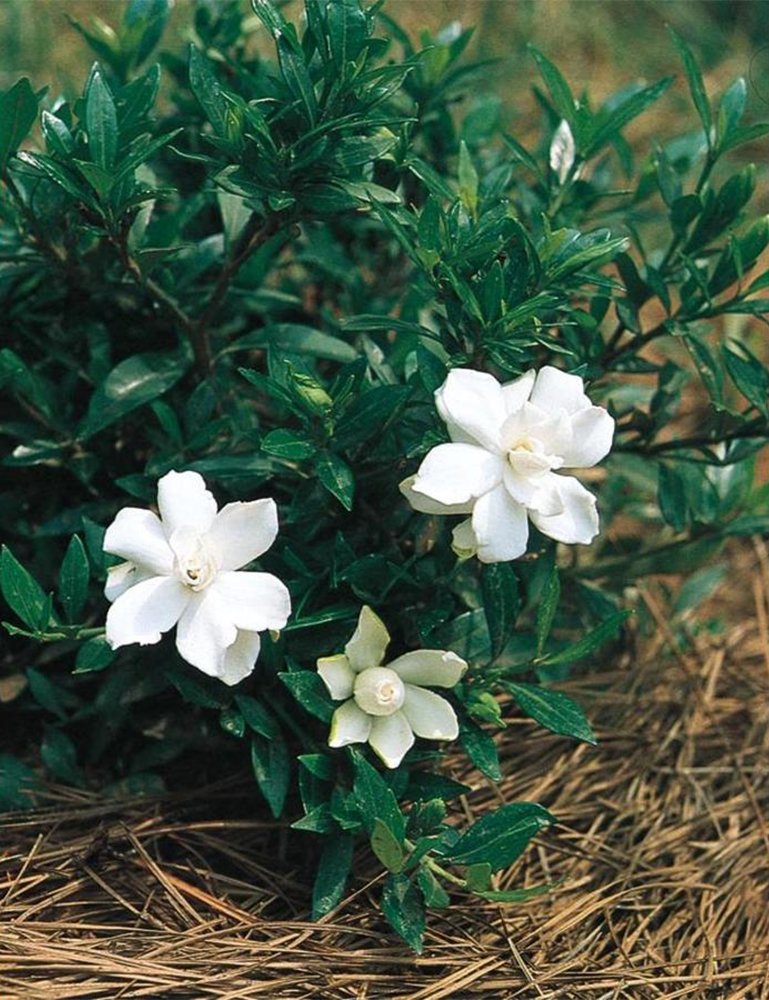 Dwarf Gardenia Plant