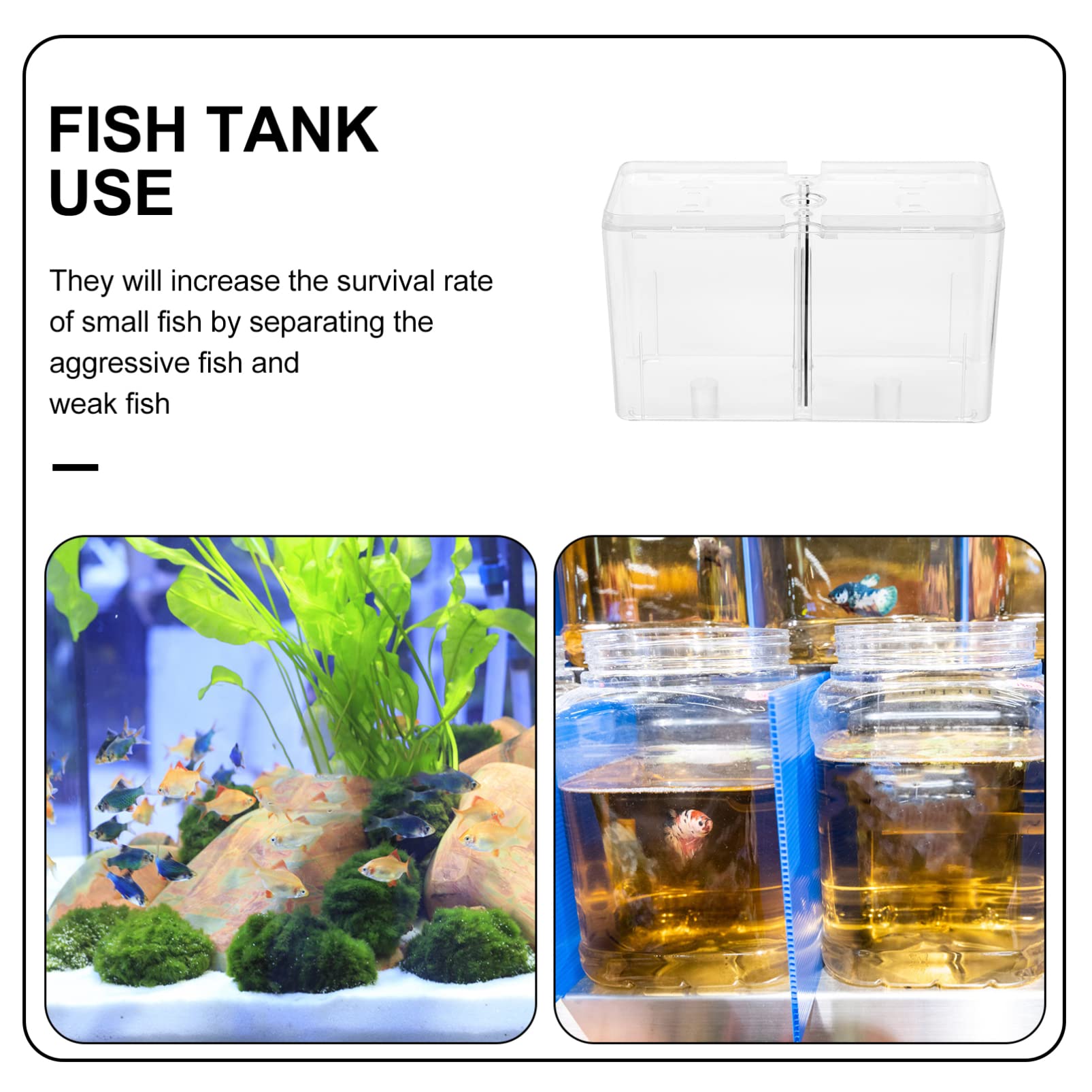 Fighter Fish Breeding Tank
