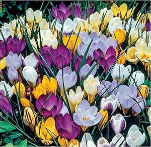 Crocus Mixed Bulbs x 100 - Spring Flowering Perennial - Great Colour ...