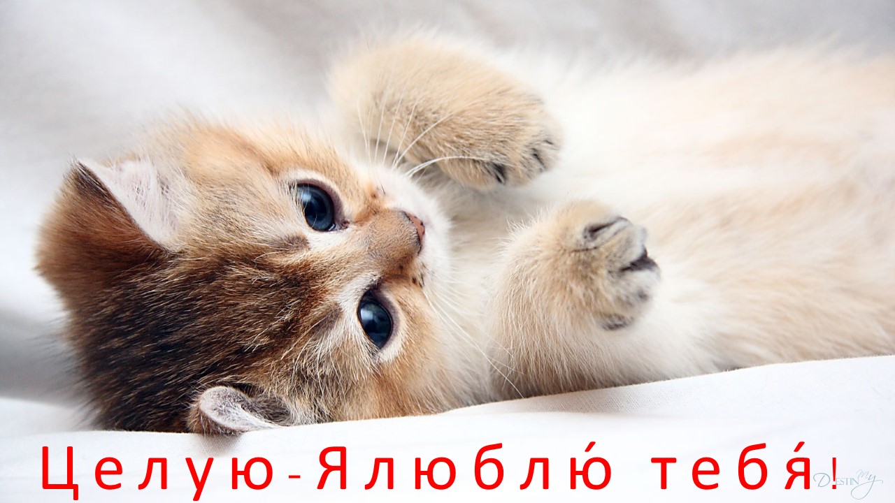 Russian Love Messages & Love Quotes - App on Amazon Appstore