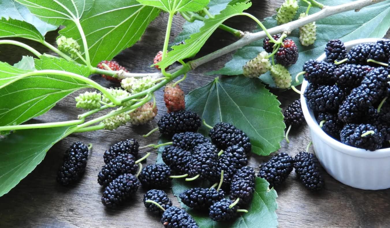 Amazon.com : 3 Dwarf Everbearing Black Mulberry Tree Starter : Patio ...