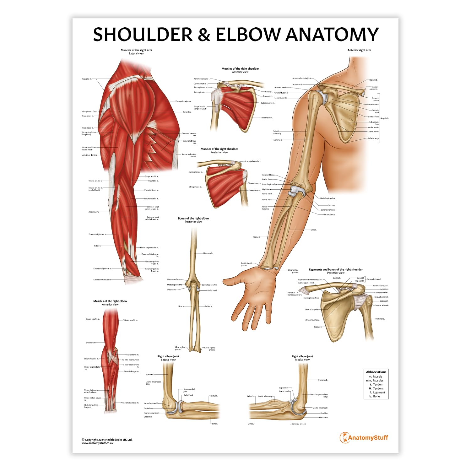 AnatomyStuff Shoulder and Elbow Anatomy Poster/Chart 45x60cm, 18 x 24 ...