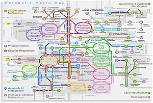 Amazon.com: Biology Knowledge Poster Human Metabolic Pathways Chart (3) Canvas for Bedroom ...