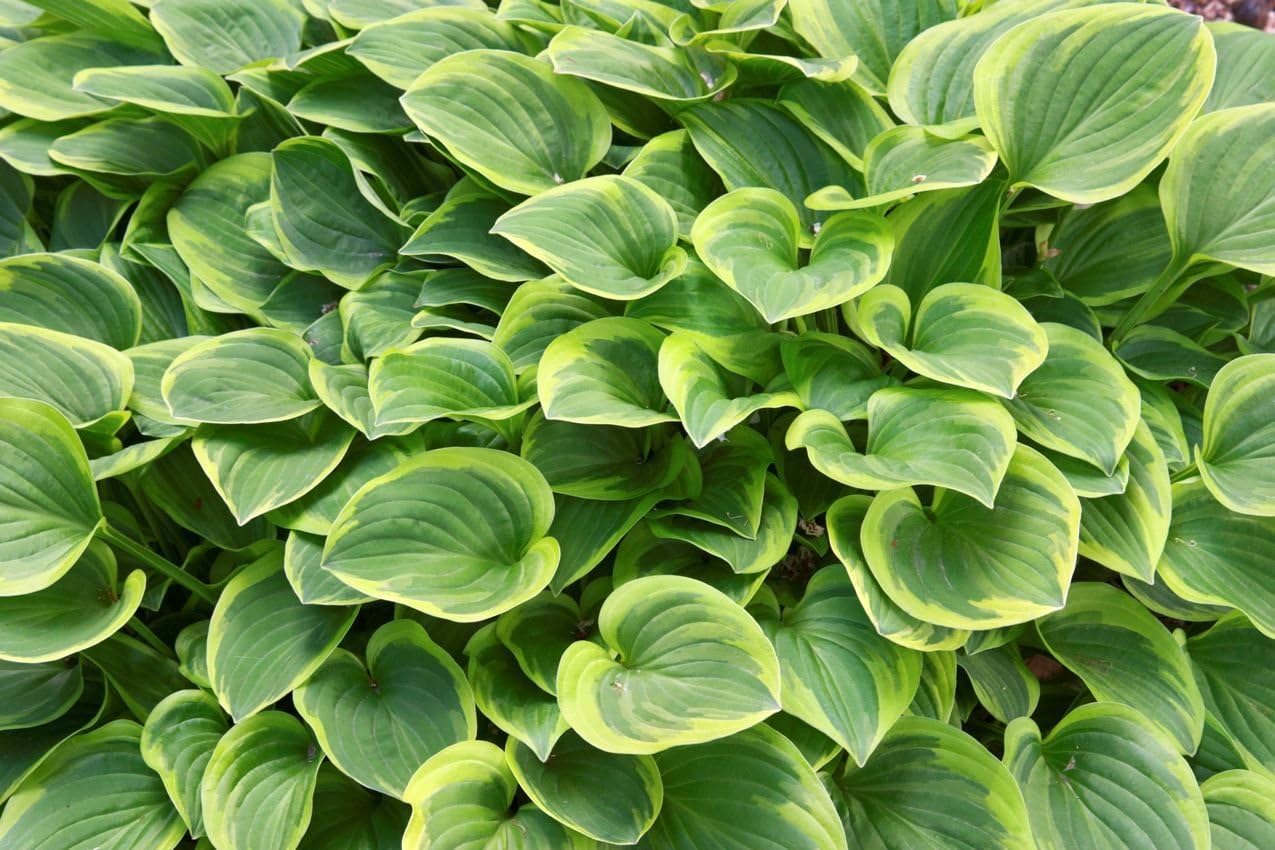 Amazon.com: Golden Tiara Hosta - Liliacea - Compact Heavy Potted 1 Qt ...