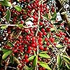 Amazon.com : Weeping Yaupon Holly Plant Live for Planting 4 to 6 Inch ...