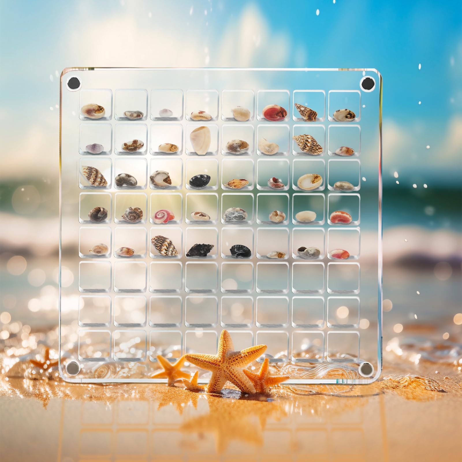 Amazon.com: Seashell Display Box, Acrylic Magnetic Seashell Display Box ...