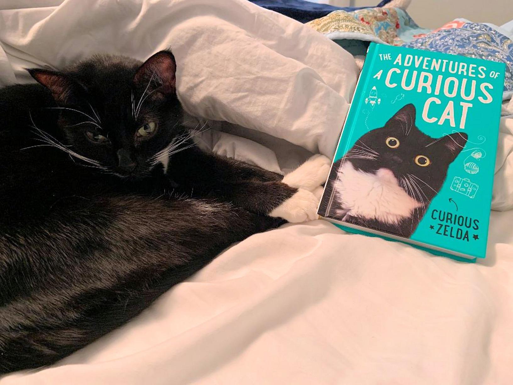 Amazon.com: The Adventures of a Curious Cat: wit and wisdom from ...