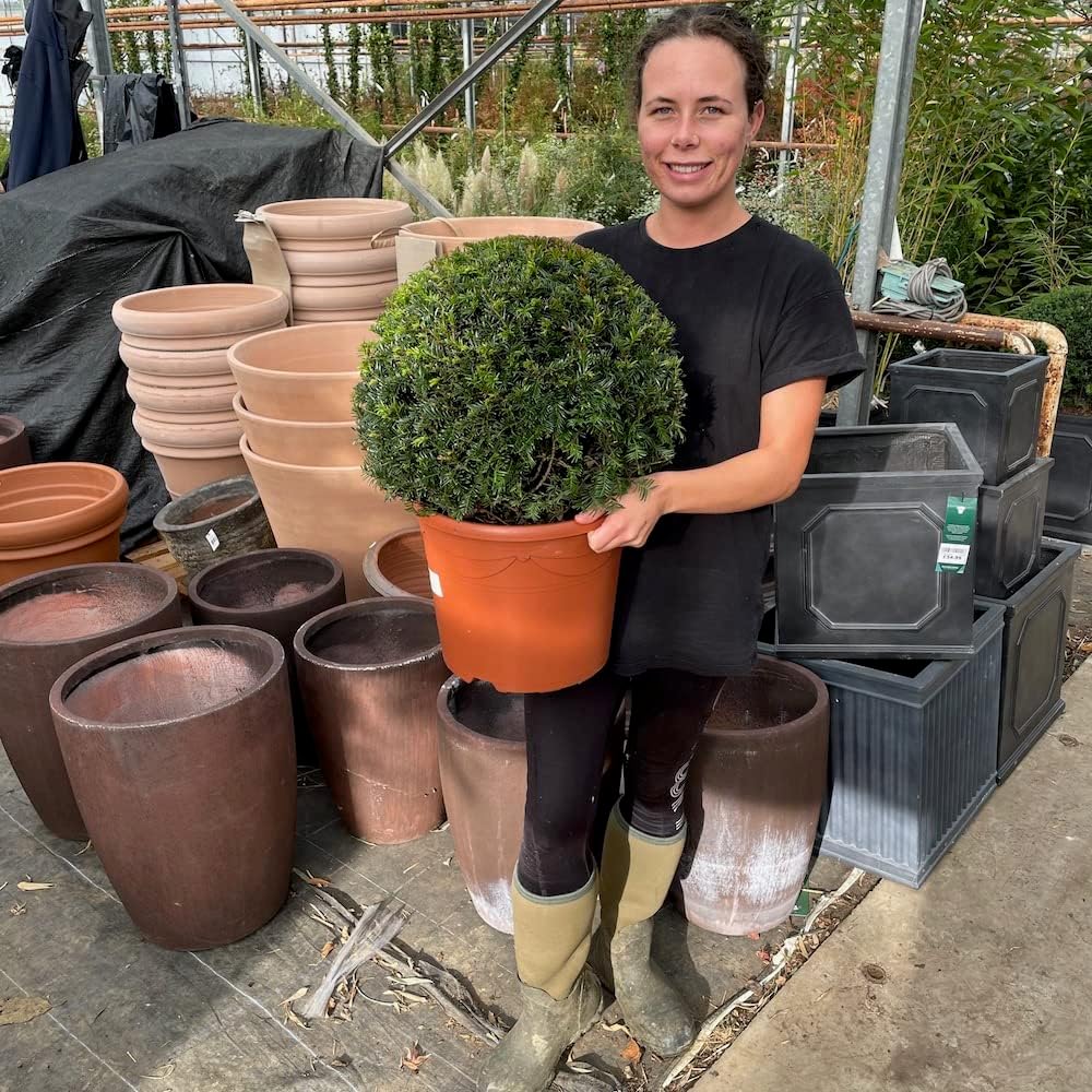 Taxus Baccata English Yew Topiary Ball 40/45cm. Excellent Buxus ...