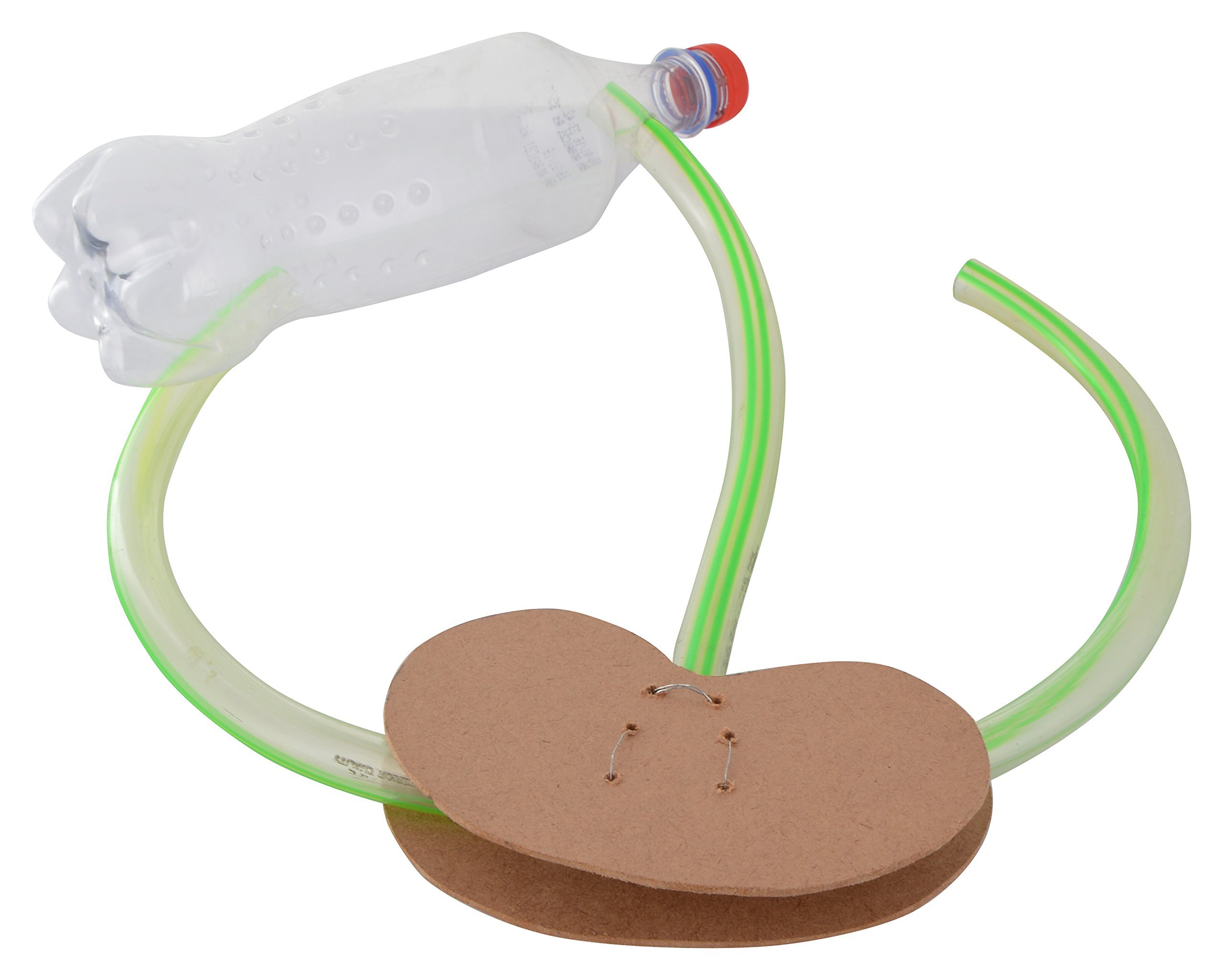 Buy ProjectsforSchool Working Model of Kidney Kit Science Project ...