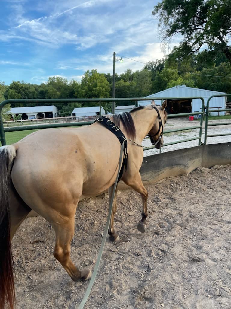 $8/mo - Finance Tough-1 Cotton Harness Driving Long Lines | Buy Now ...