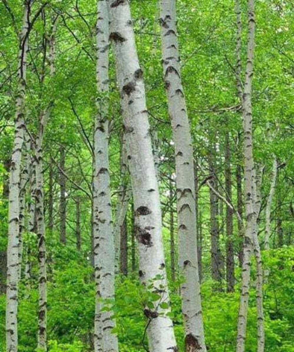Buy Silver Birch Trees - Betula pendula (Tree Sings/Seedlings) Online ...
