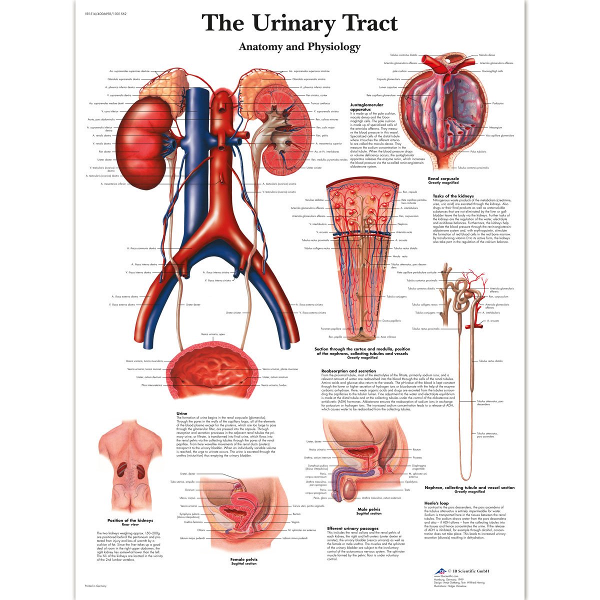 3b Scientific Human Anatomy The Urinary Tract Chart Laminated Version ...