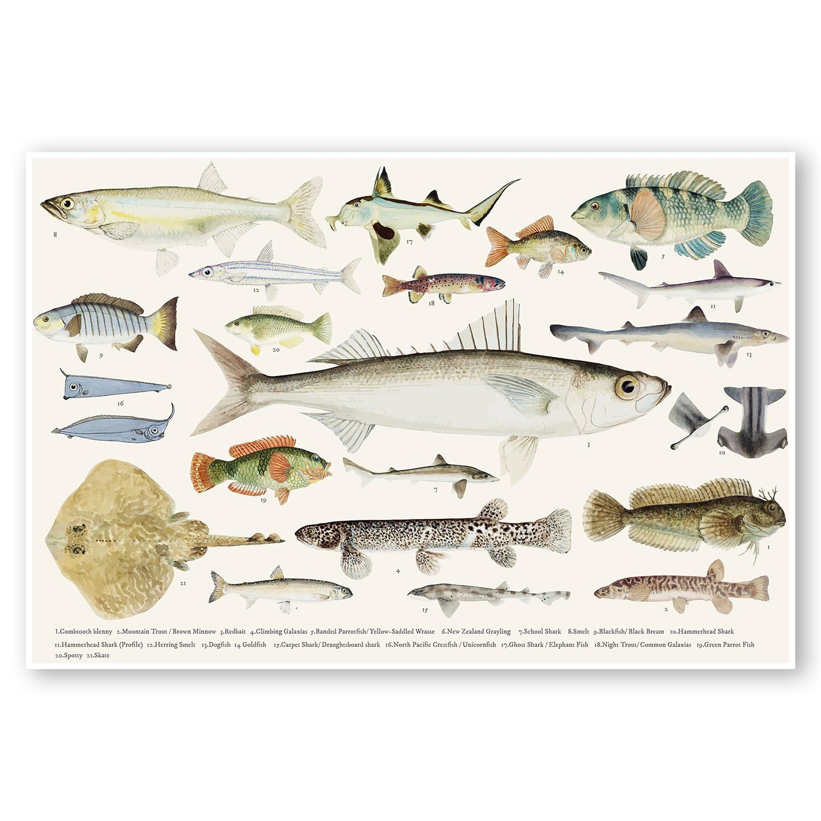 Amazon.com: Vintage Fishing Poster Beautiful fish species ...