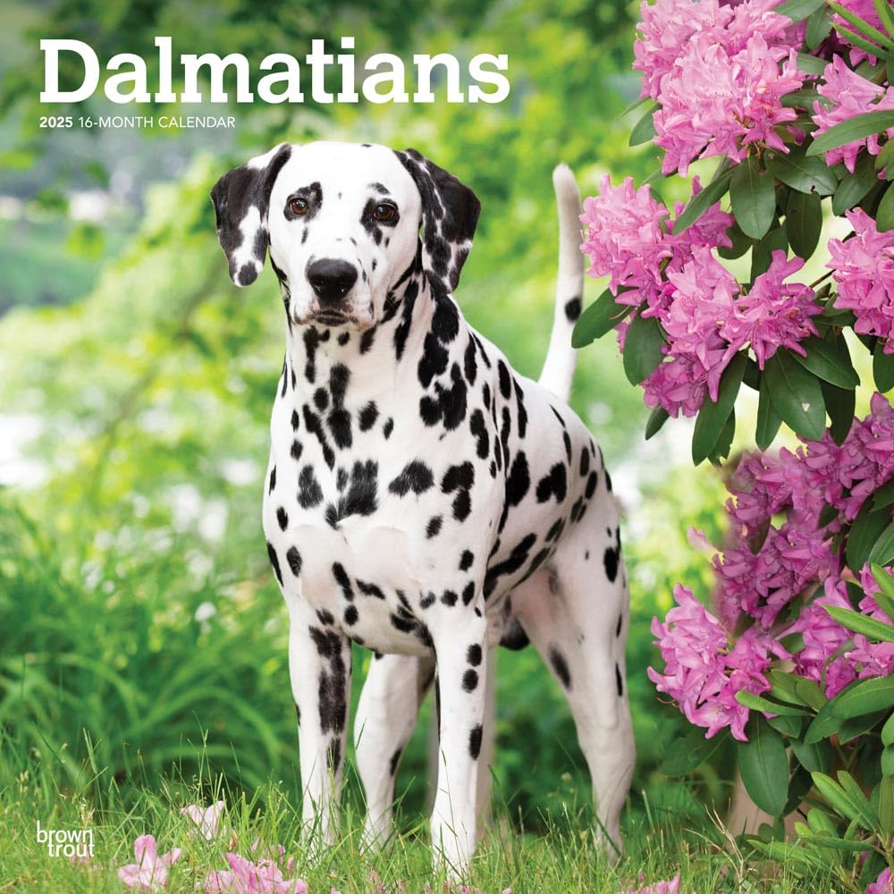 Snapklik.com : Dalmatians 2025 12 X 24 Inch Monthly Square Wall ...