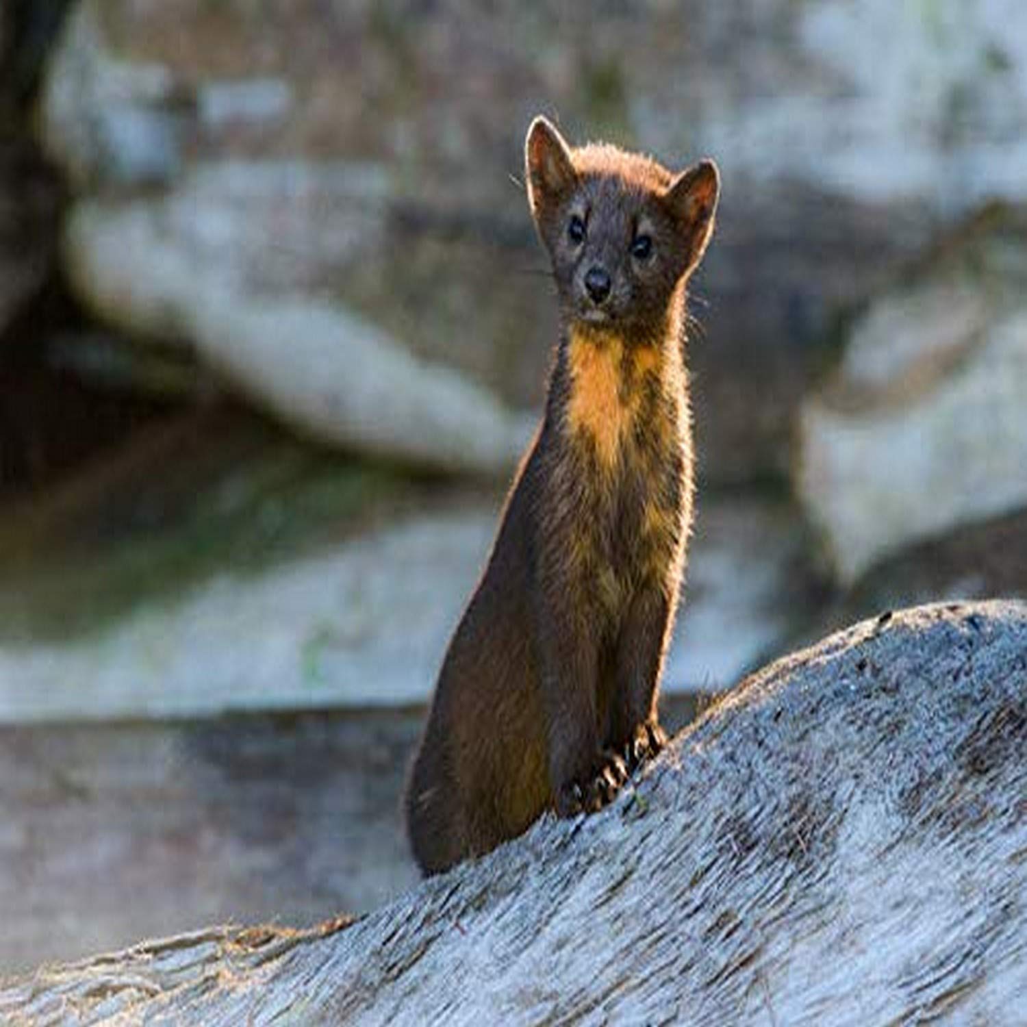 Canadian Marten Animal