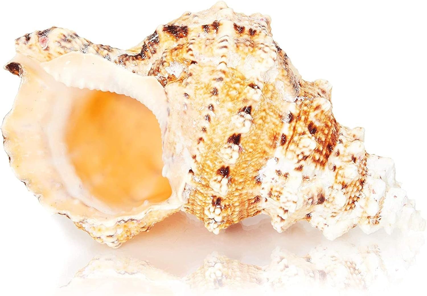 Large Sea Shells for Decoration: Insights, Tips, and Ideas – Decor