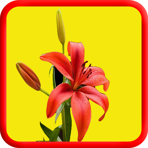 Lilly Flowers Hd Wallpapersdownload Lily Flower Background Images, HD