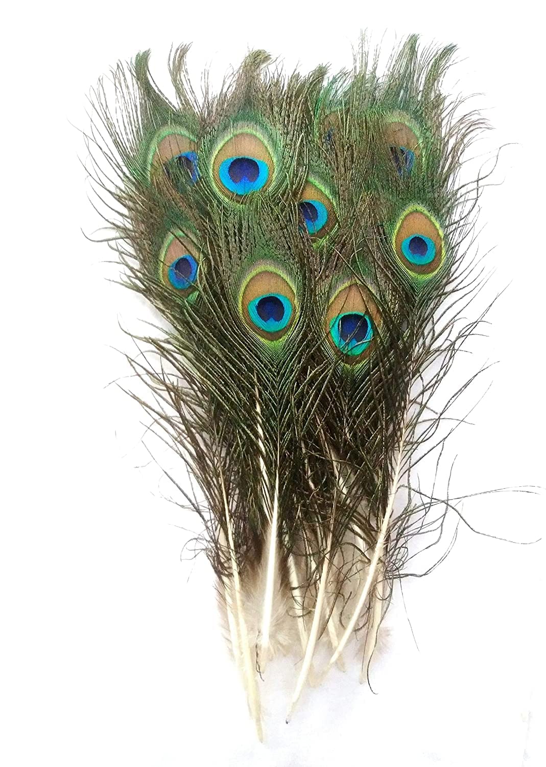 Templeshop - Peacock Feather Eyes with Stem (Various Sizes & Quantity ...