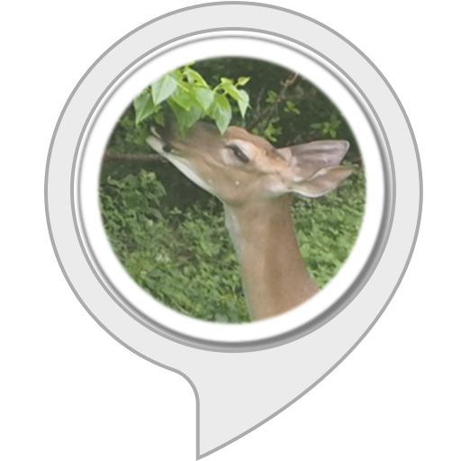 Amazon.com: Atlas : Alexa Skills