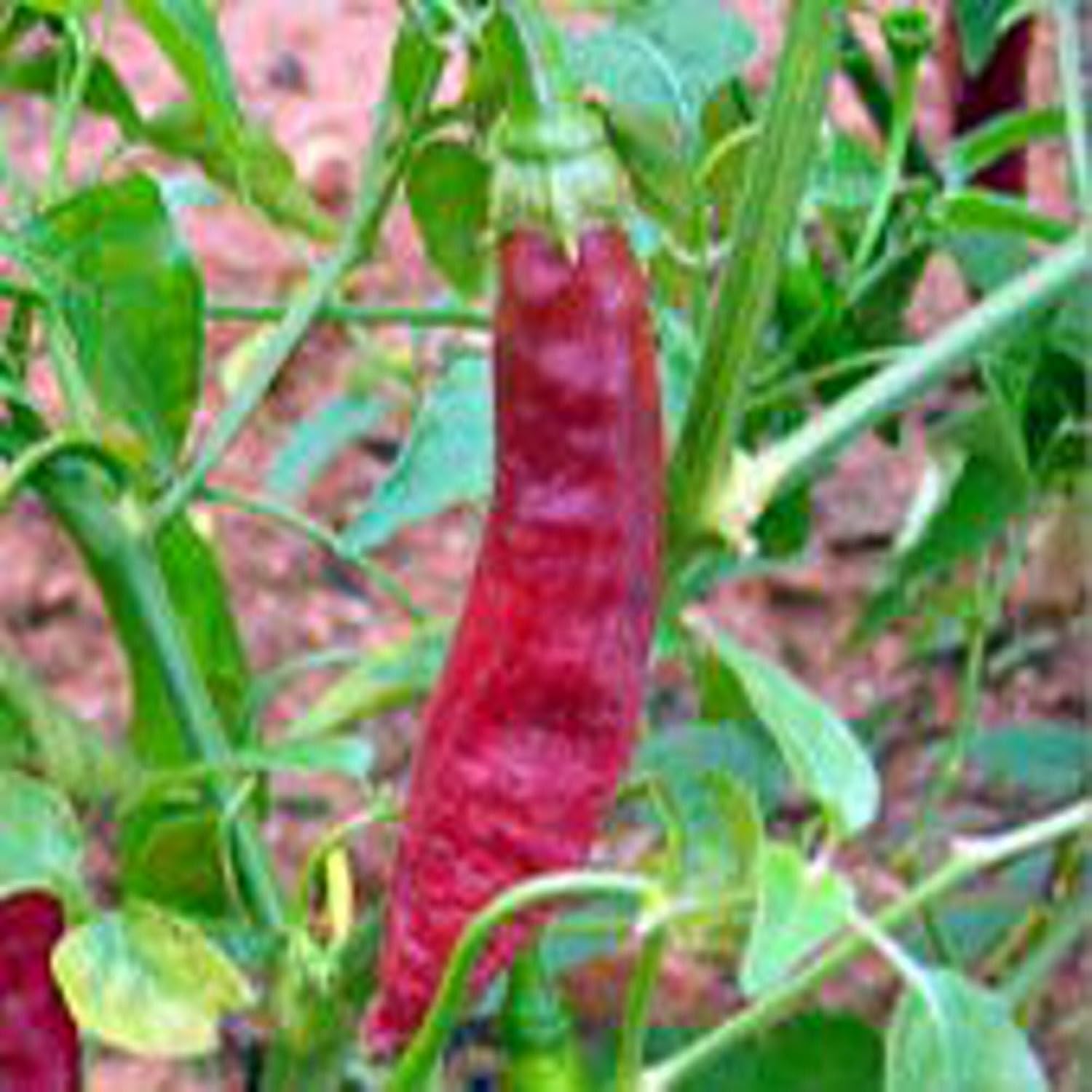 Amazon.com : Capsicum Baccatum USDA #439412 Hot Peppers Seeds (25 Seed ...