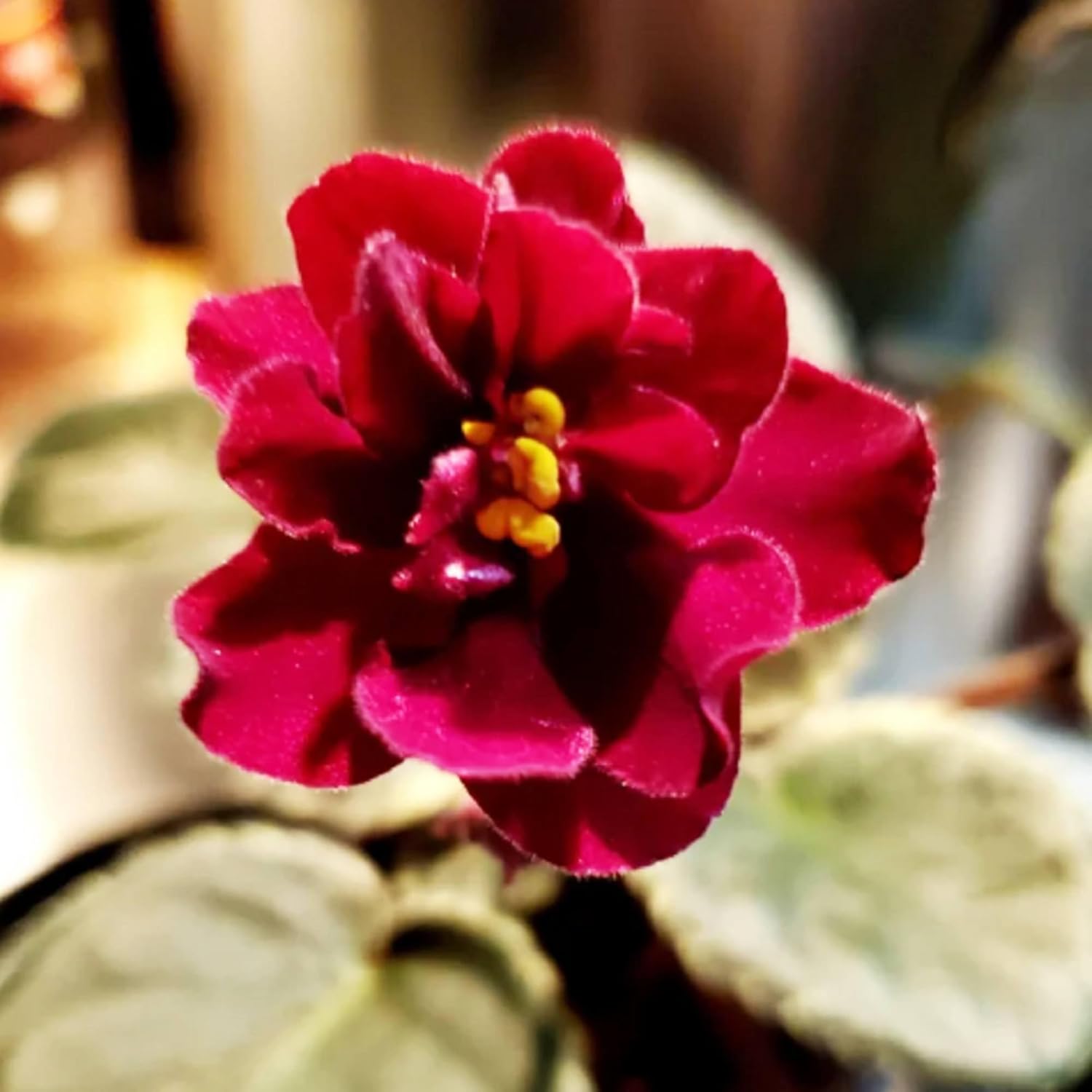 Amazon.com : Rare Red African Violets Seeds for Planting Wild Violet ...