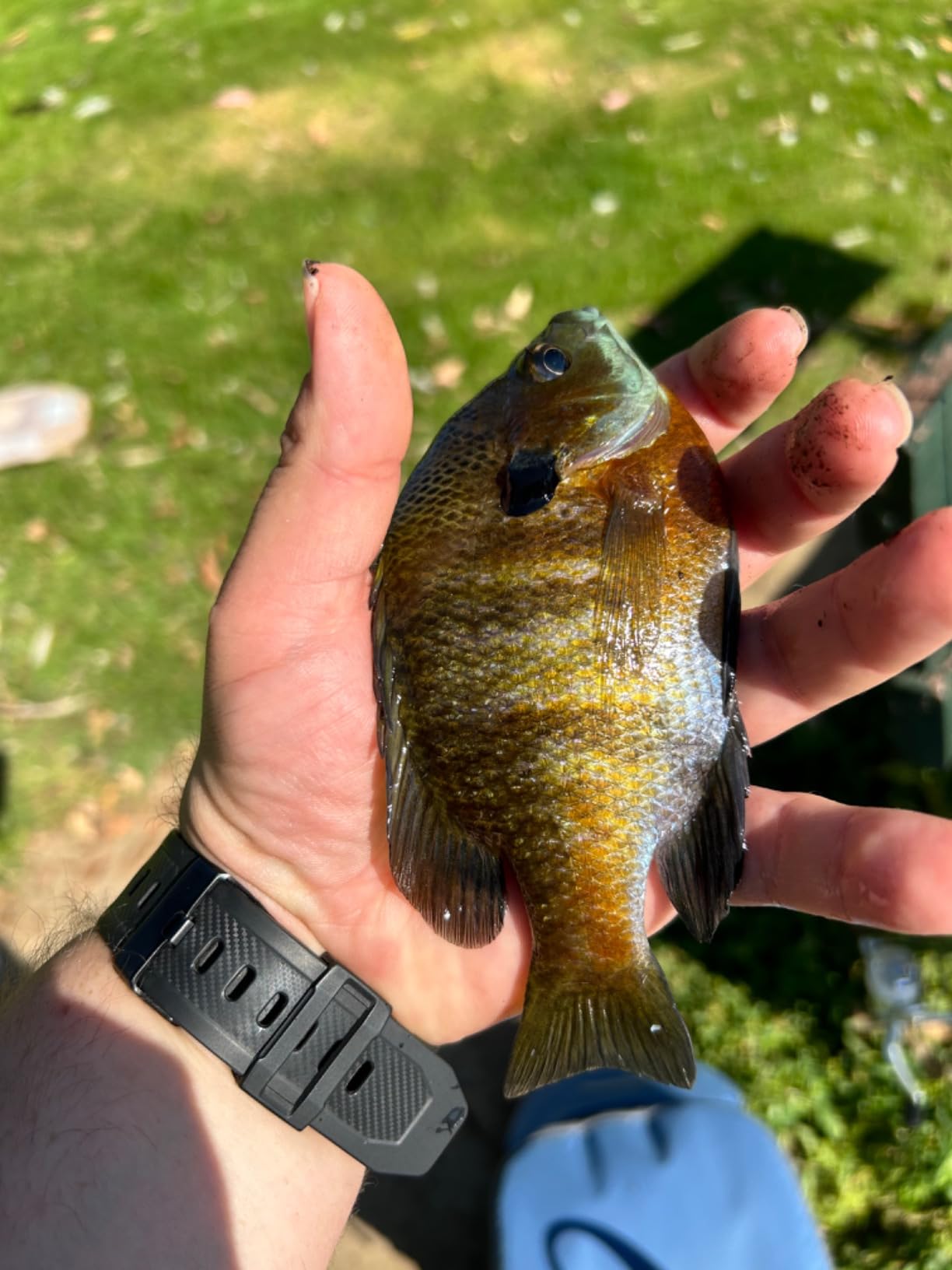 Amazon.com : Dr.Fish 100 Pack Aberdeen Hooks Offset Hooks Live Bait ...