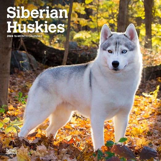 Siberian Huskies | 2024 12 x 24 Inch Monthly Square Wall Calendar ...