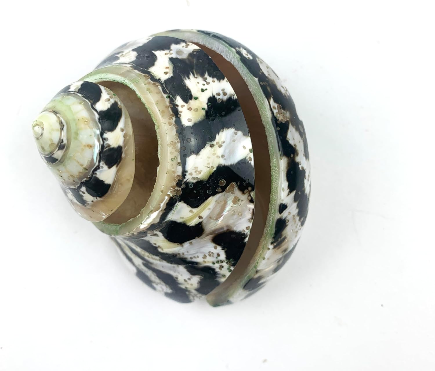 Amazon.com: Worlds Polished Magpie Spiral Cut Sea Shells 2.5"~3" Inch ...