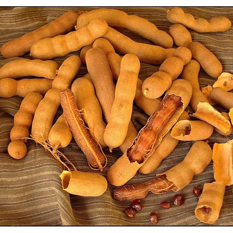 Tamarind Tree Seeds - 5+ Count - for 2025 Planting Thailand | Ubuy